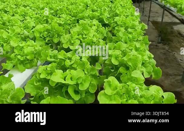Lettuce hydroponic greenhouse vegetable farm agriculture salad rows ...