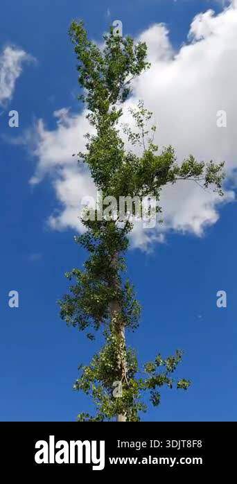 Single Tree Alone Blowing in the Wind. Cinematic Nature Video ...