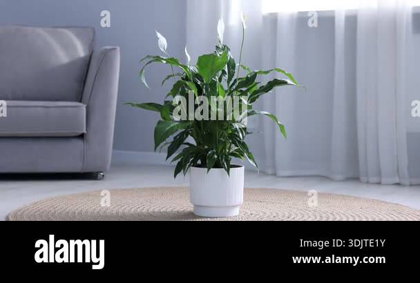 Beautiful spathiphyllum (peace lily) houseplant with flowers on floor ...