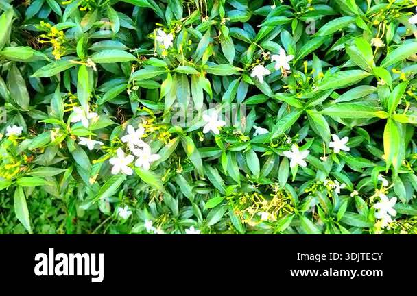 A top-down view of a lush green bush, densely packed with small white ...