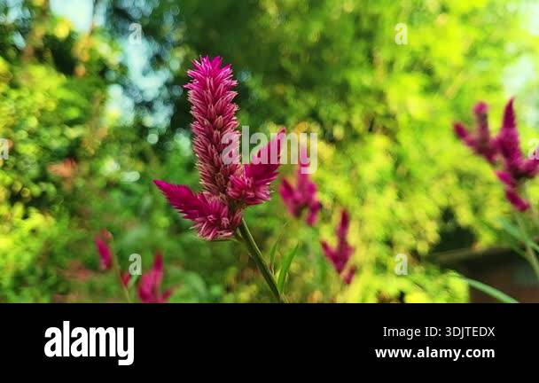 A gentle slow-motion video showcasing the intricate details of bright ...