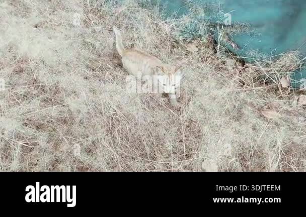 Curious orange tabby kitten exploring tall grass near fence outdoors ...