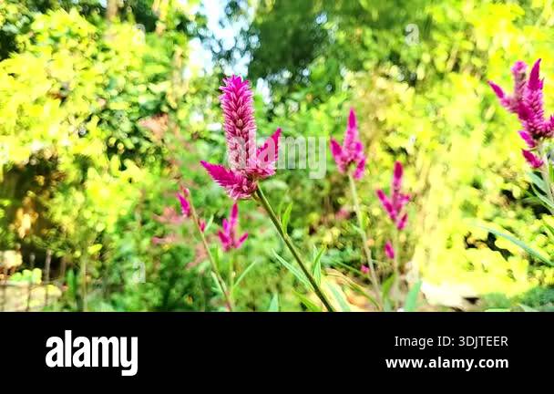 A video looking up at striking pink Celosia flowers, bathed in sunlight ...