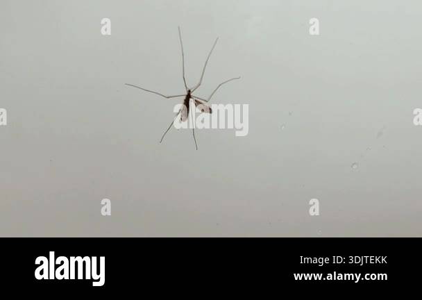 Close up view of stationary crane fly insect anatomy details Stock ...