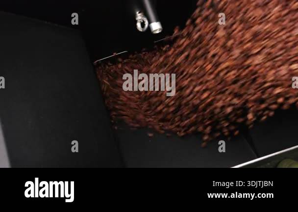 Roasted coffee beans pouring out from a coffee roaster machine, close ...