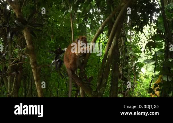 Two monkeys climbing and moving on tree branches in dense tropical ...