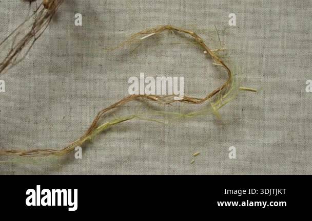 Structure of the flax stem, together with the dry flax plant. Fibrous ...