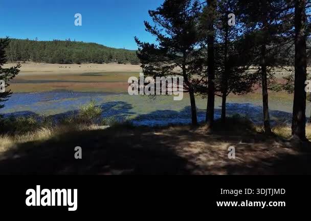 Drone flying through trees revealing a peaceful lake and mountain ...