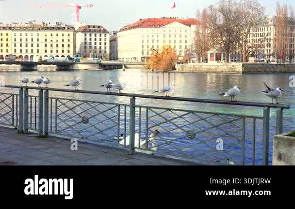 Seagulls on a railing above the Rhone River in Geneva and historic ...