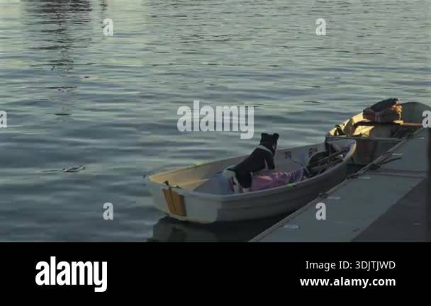Dog sitting in a small boat docked in a marina in Monterey California ...