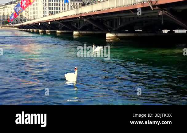 Two swans in clear Rhone River water beneath Mont Blanc Bridge in ...