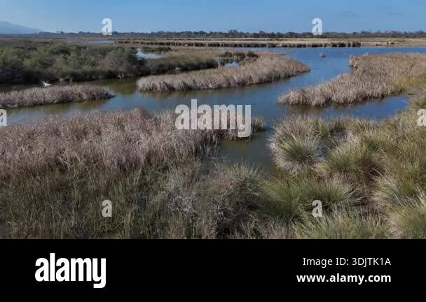 Wildlife and nature: A drone bird flying over peaceful coastal wetlands ...