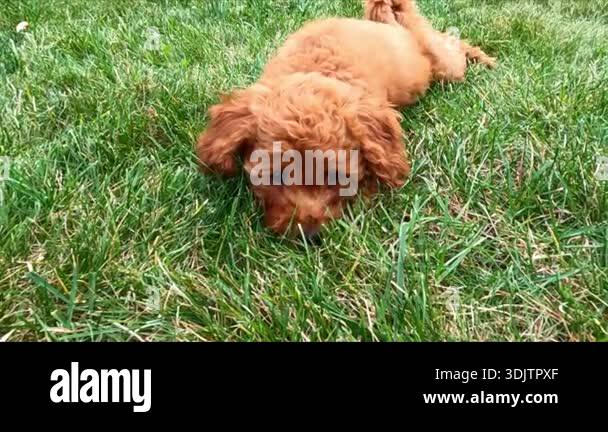 Playful toy poodle puppy lying on the grass sniffing the ground and ...