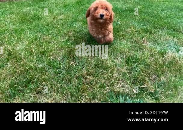 Adorable toy poodle puppy running forward then jumping up towards the ...