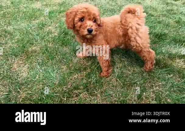 Curious toy poodle puppy walking and stepping then standing and looking ...