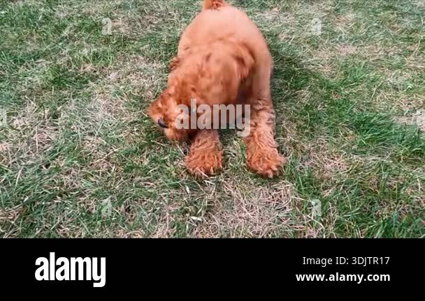 Energetic toy poodle puppy lying on grass looking forward and shaking ...