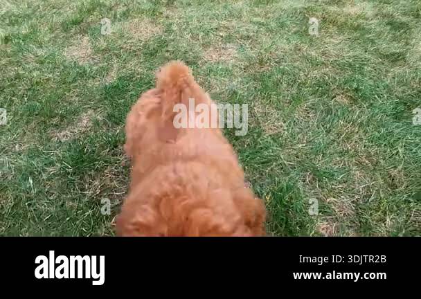 Playful brown toy poodle dog jumping up then landing back on the grass ...