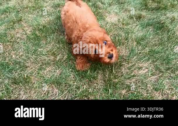 Adorable toy poodle dog sniffing ground then lifting head to look ...