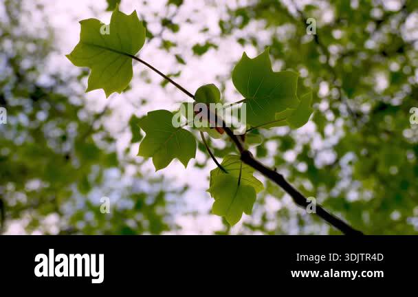Fresh green leaves on tree branch viewed from below against blue sky ...