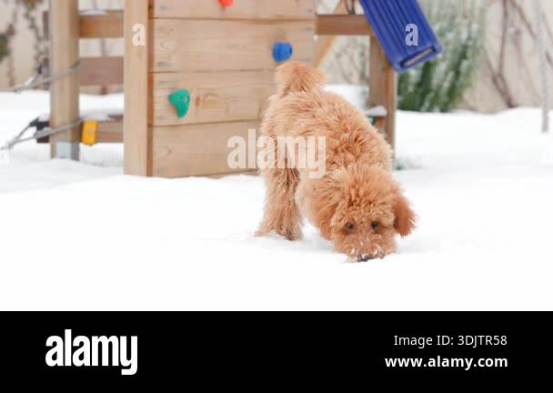 Frisky toy poodle digging snout into cold snow then turning around to ...