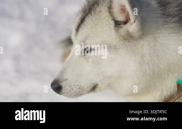 Close-up portrait of Siberian husky dog in Arctic winter environment ...
