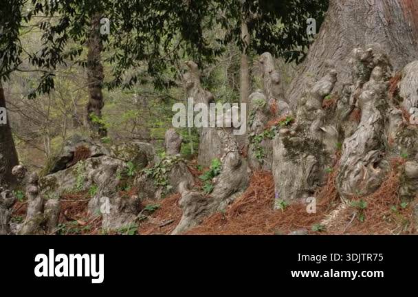 Twisted tree roots emerging from soil in ancient forest setting ...