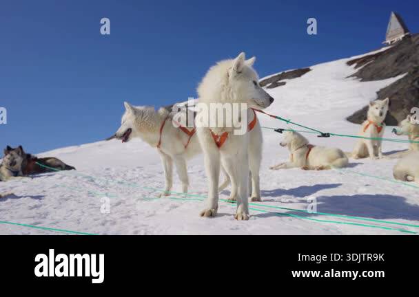 Husky sled dogs resting on snow in Arctic landscape, traditional dog ...