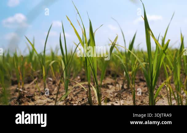 Ecological rice fields against the horizon line. Concept of organic ...