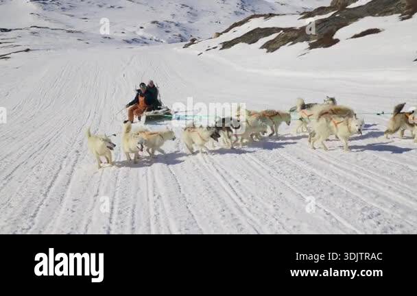 Husky sled dogs resting on snow in Arctic landscape, traditional dog ...