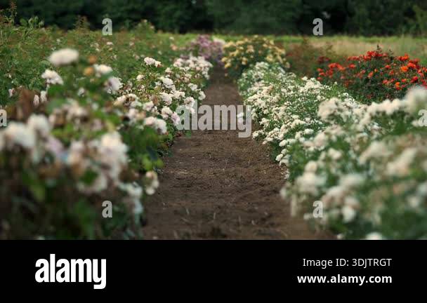 Blooming rose bushes of new varieties on territory of agricultural ...