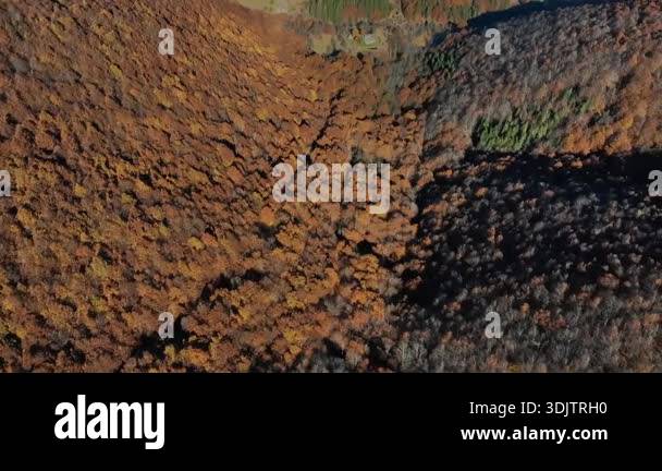 Aerial top view of Alpine slopes during autumn season. The forest ...