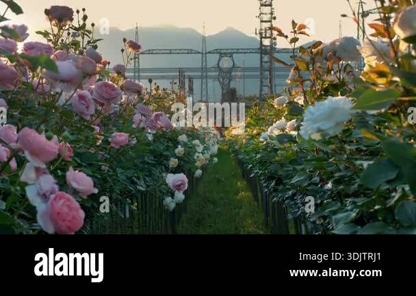 Rows of new rose variety bushes at agricultural enterprise against ...