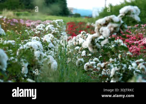 Rows of rose bushes of new varieties on territory of modern ...