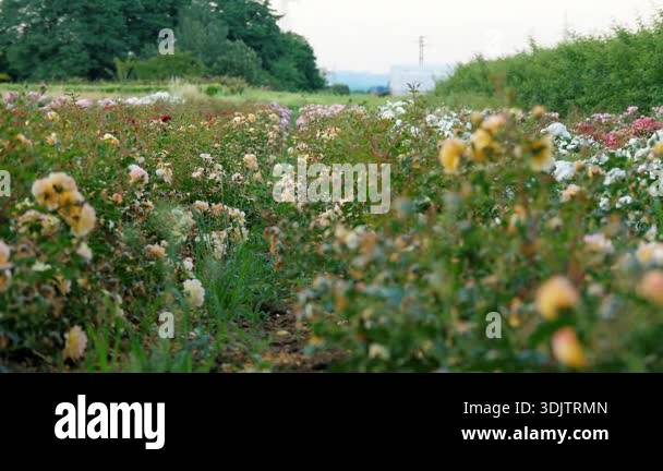 Rows of rose bushes of various varieties on the territory of a modern ...