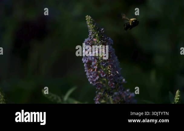 A large fuzzy bumblebee hovering and flying around a purple butterfly ...