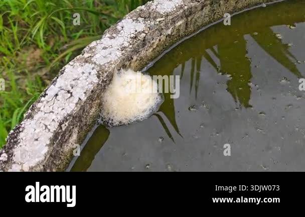 bubble frog eggs foam by the side of the edge of the concrete ...