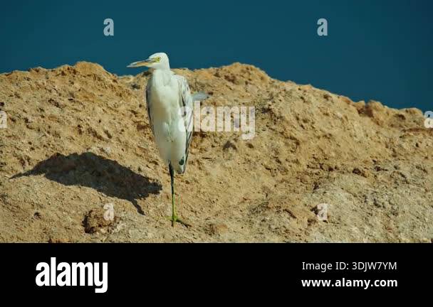 White reef heron standing on one leg on rocky coast above deep blue Red ...