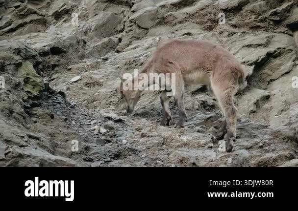 Mountain goat walking along steep rocky slope in natural daylight ...