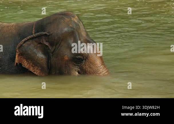 Asian elephant resting and bathing in a shallow river, close-up ...