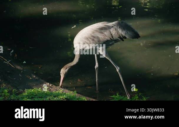 Wading bird searching for food in shallow water with long legs and ...