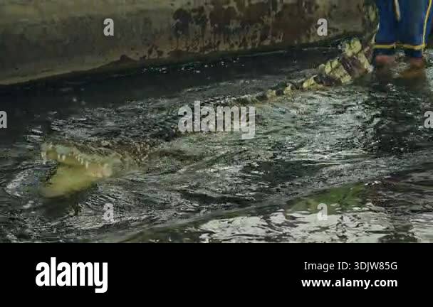 Siamese crocodile dragged by trainer tail inside enclosure, aggressive ...
