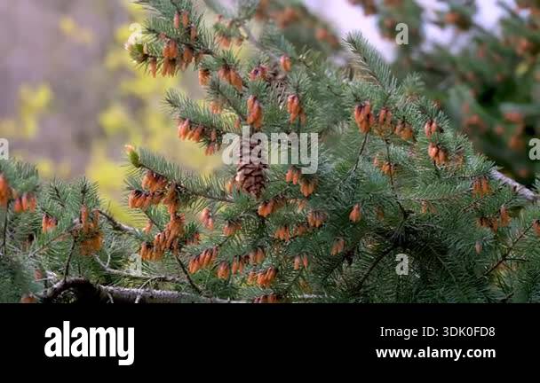 Close-up of young pine cones growing on green spruce branch. Coniferous ...