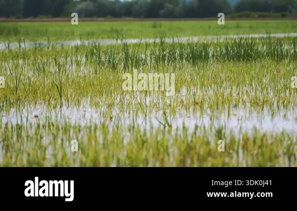 Abstract pattern of green rice rows on a farm. Agricultural land ...