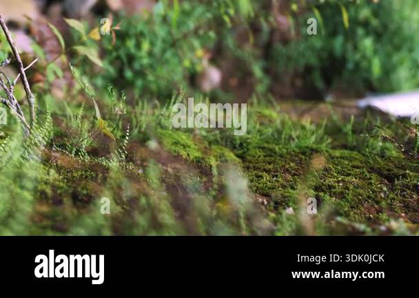 Green moss in the forest during summer. Nature and ecology conservation ...