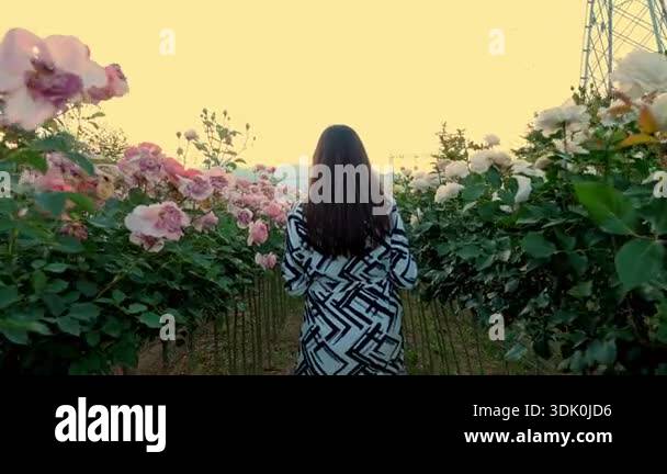 Employee of selective breeding firm analyzing rose bush condition in ...