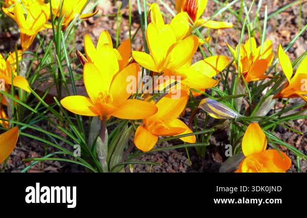 Crocus flavus, spring blooming yellow crocus flowers in the garden in ...