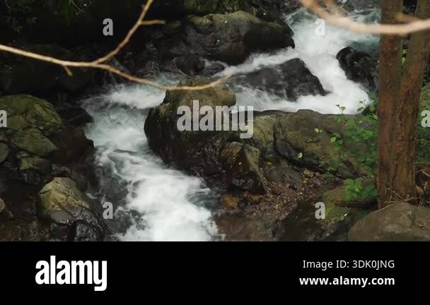 View of fast mountain stream through forest tree branches. Rapid ...