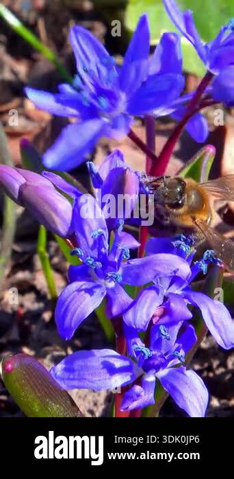 Scilla bifolia, the alpine squill, honey bees collect nectar and pollen ...