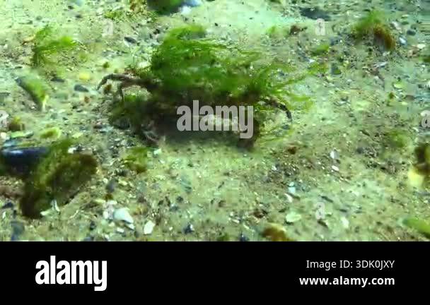 The swimming crab Macropipus depurator, overgrown with green algae ...
