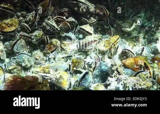 Marine fungi growing on mussels on the seabed in the Black Sea, white ...